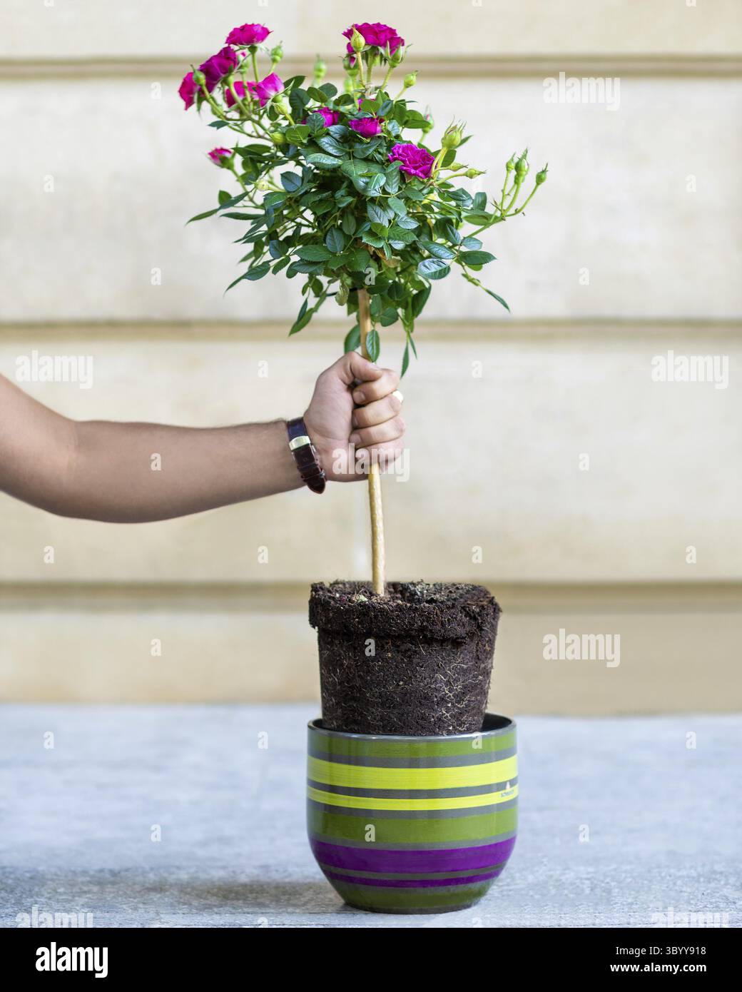 Pulling at the root hi-res stock photography and images - Alamy