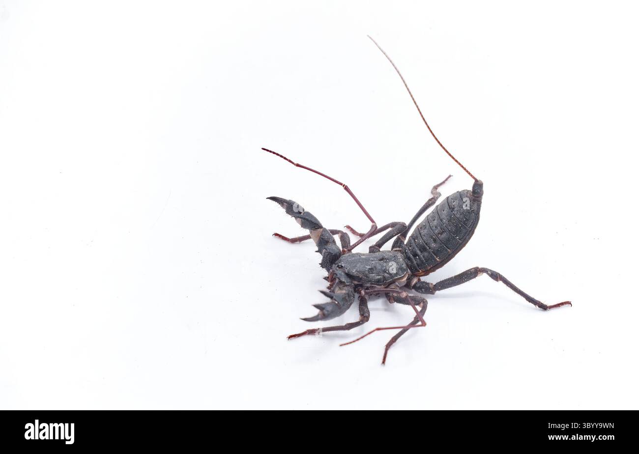 Florida vinegaroon - Mastigoproctus giganteus floridanus, also known as ...