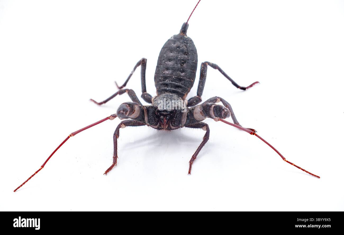 Florida vinegaroon - Mastigoproctus giganteus floridanus, also known as ...