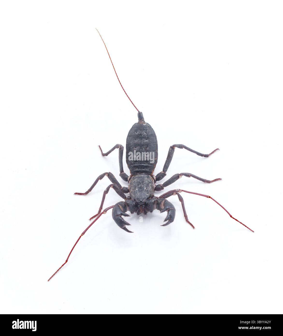 Florida vinegaroon - Mastigoproctus giganteus floridanus, also known as ...