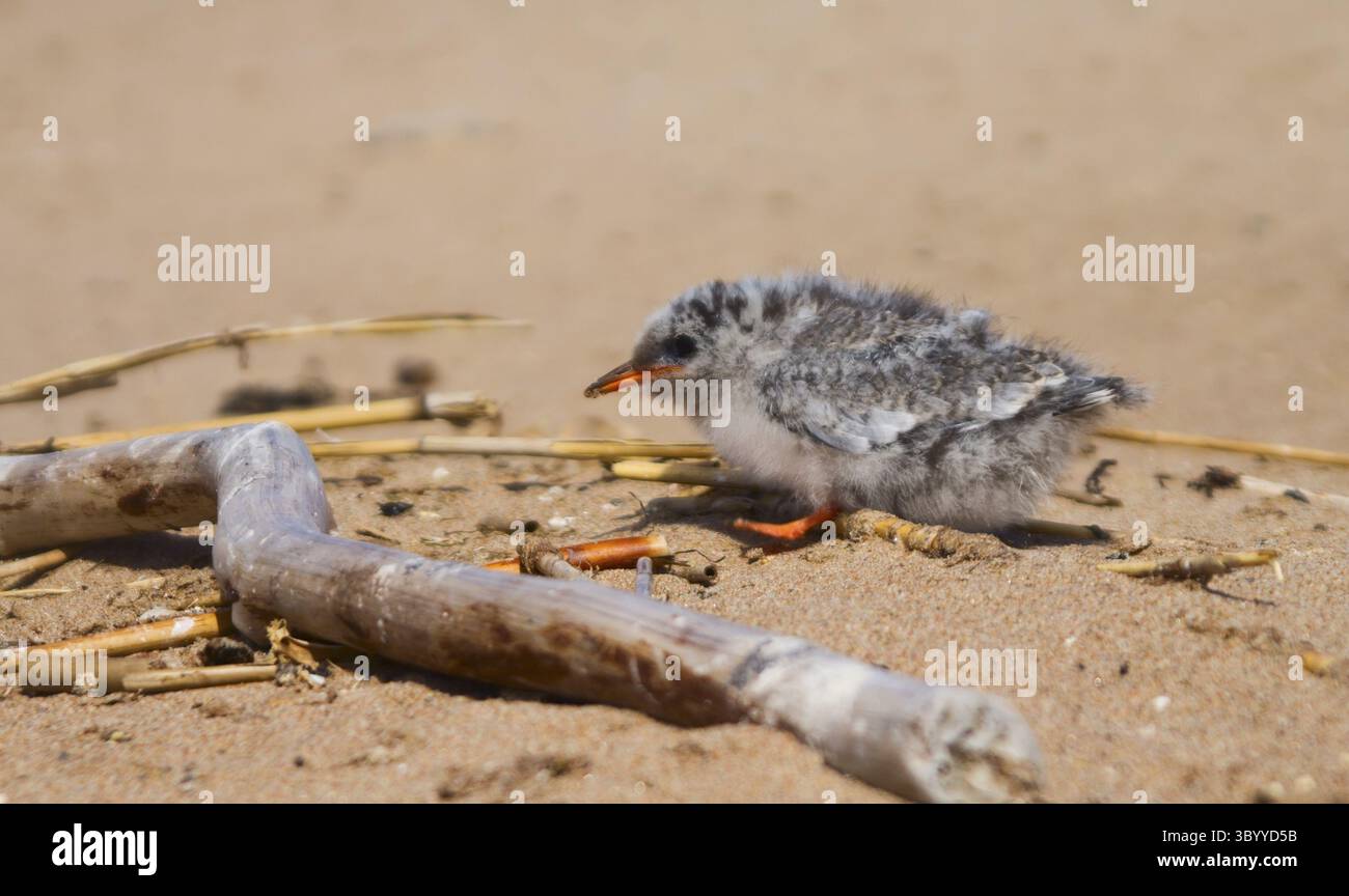 Baby bird of common tern on sand Stock Photo - Alamy