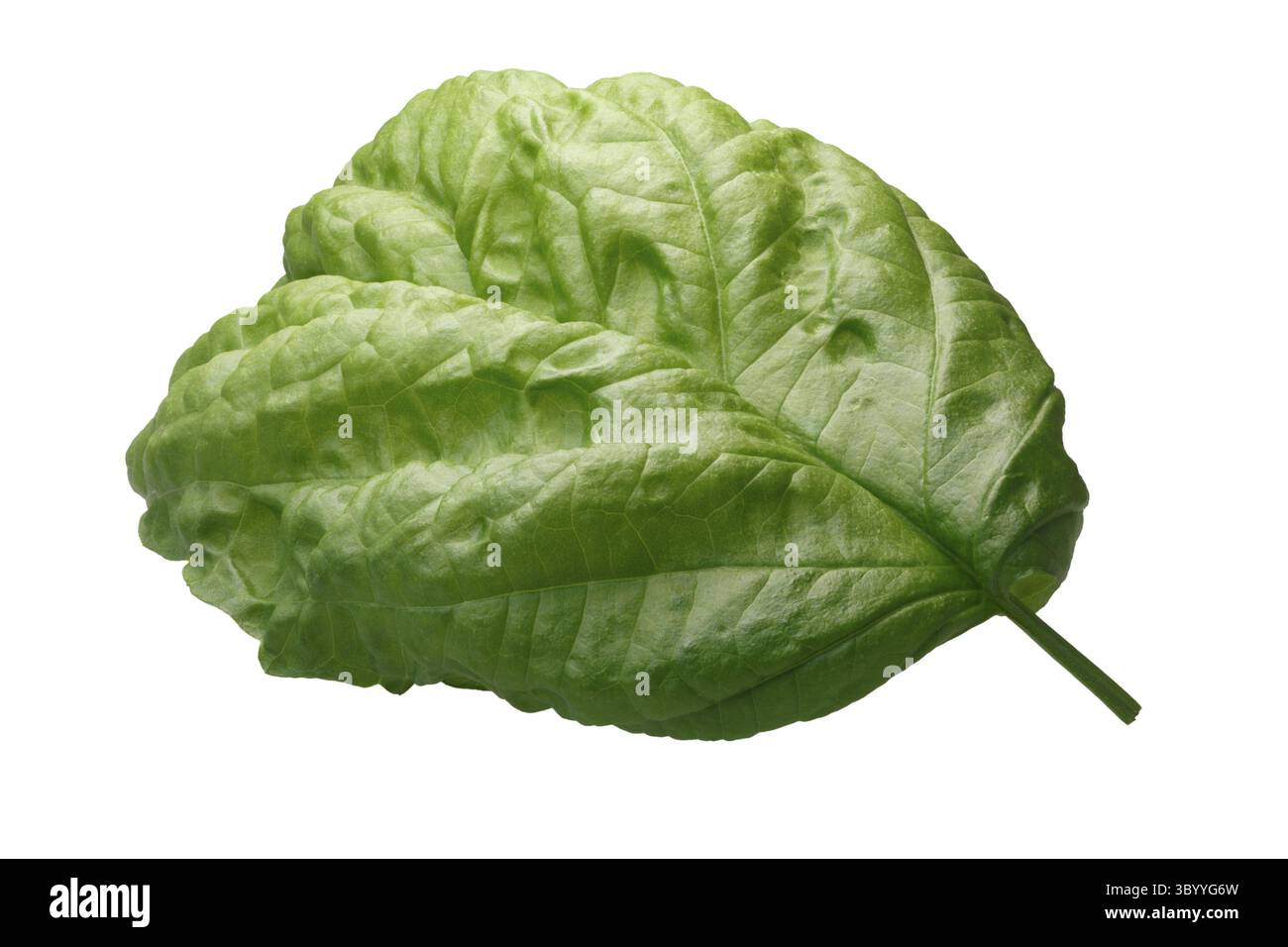 Giant-leaved Basil leaf known as Bolloso Napoletano, Valentino, Lettuce ...