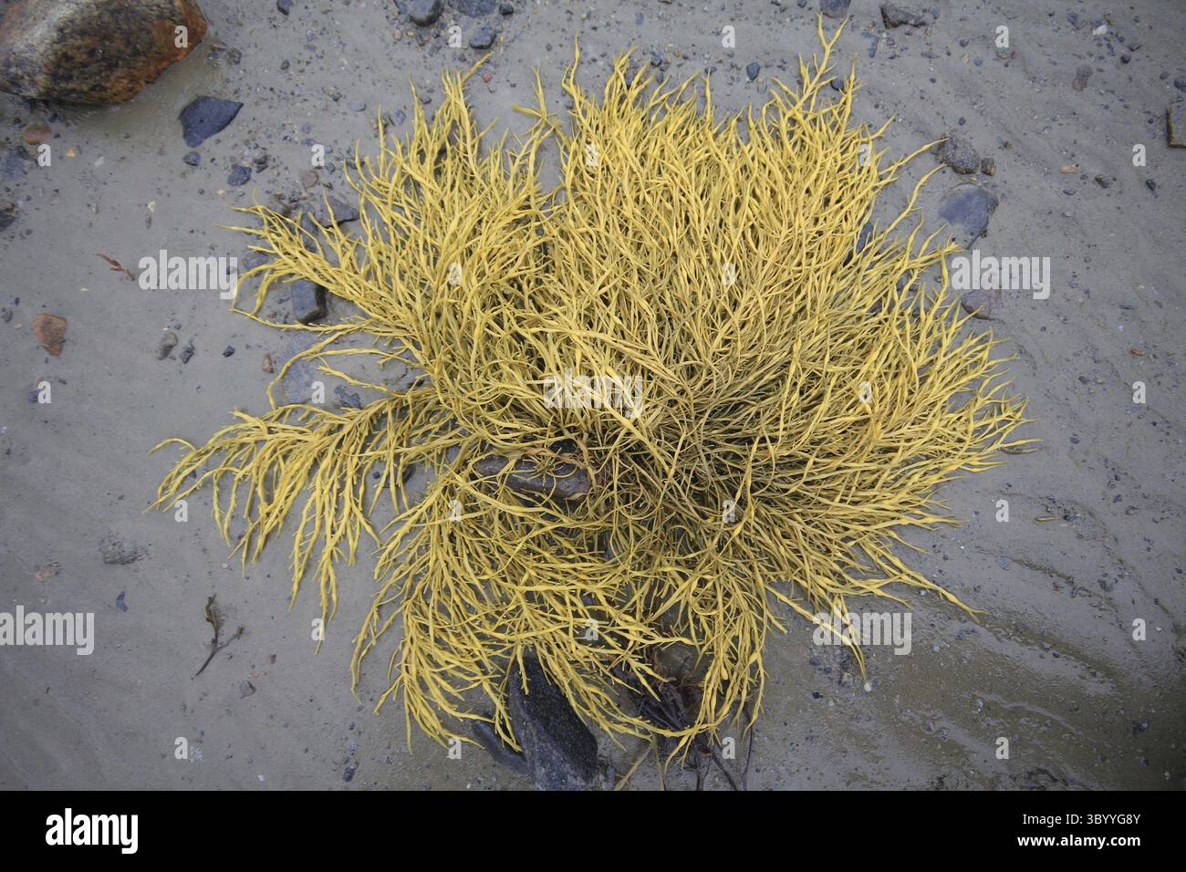 Knotted wrack algae hi-res stock photography and images - Alamy
