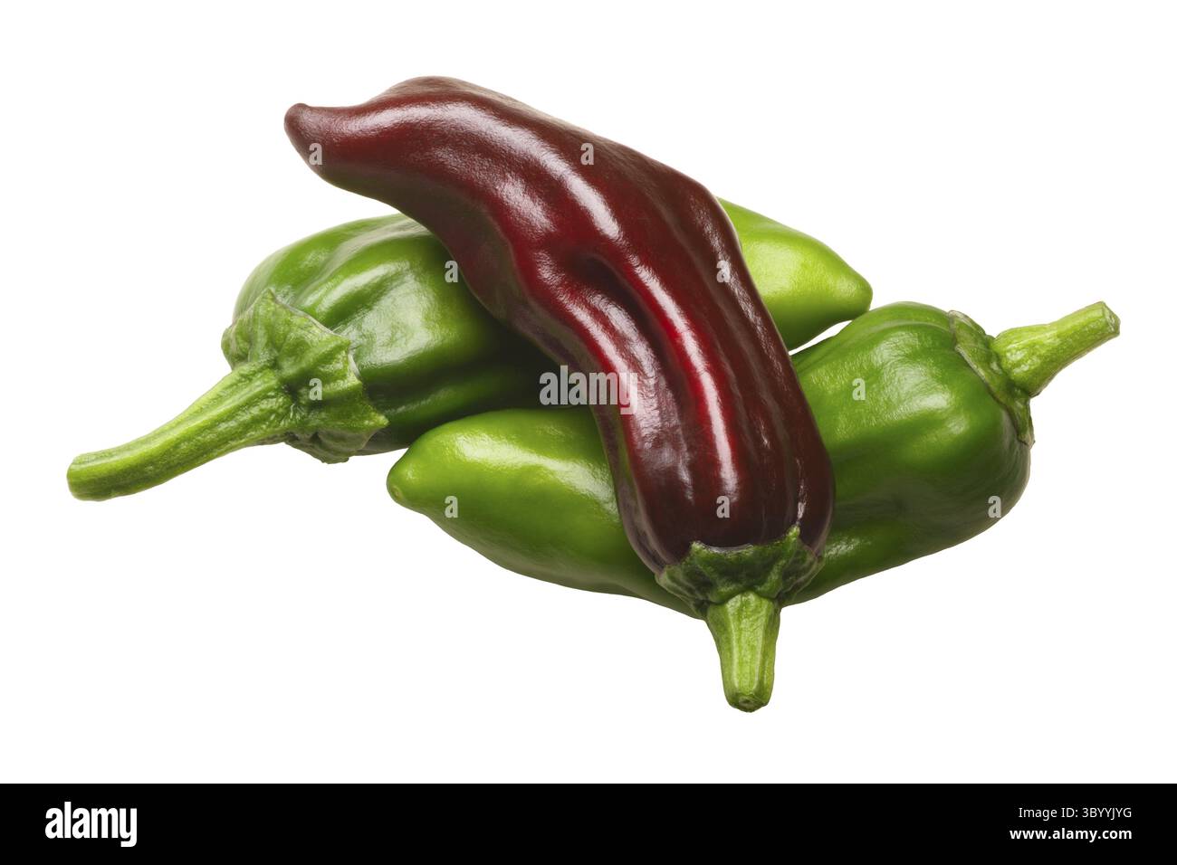Chile peppers for pickling (True Greek peperoncini), ripe and unripe ...