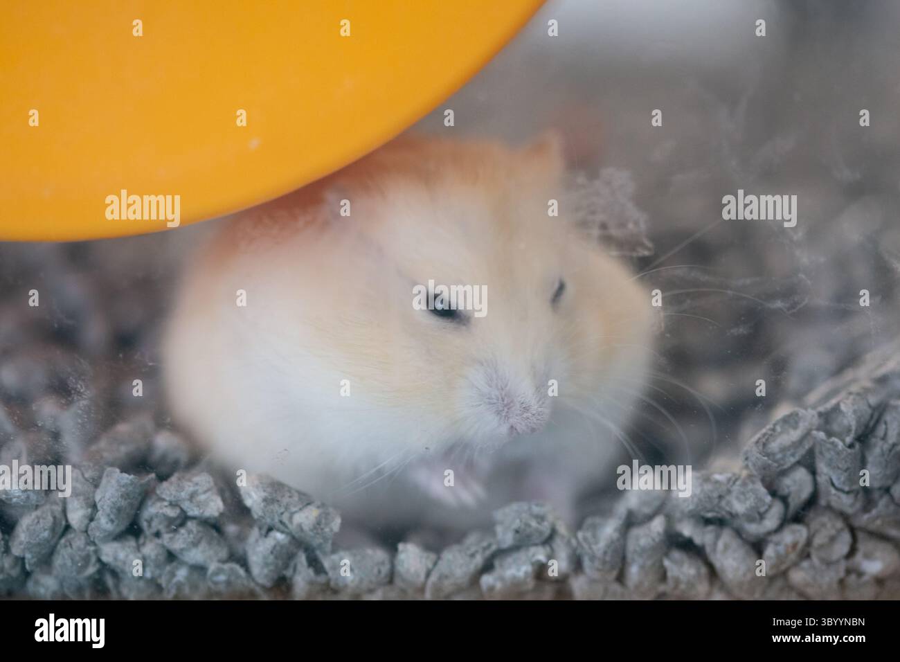 Cute small russian hamster hi-res stock photography and images - Alamy