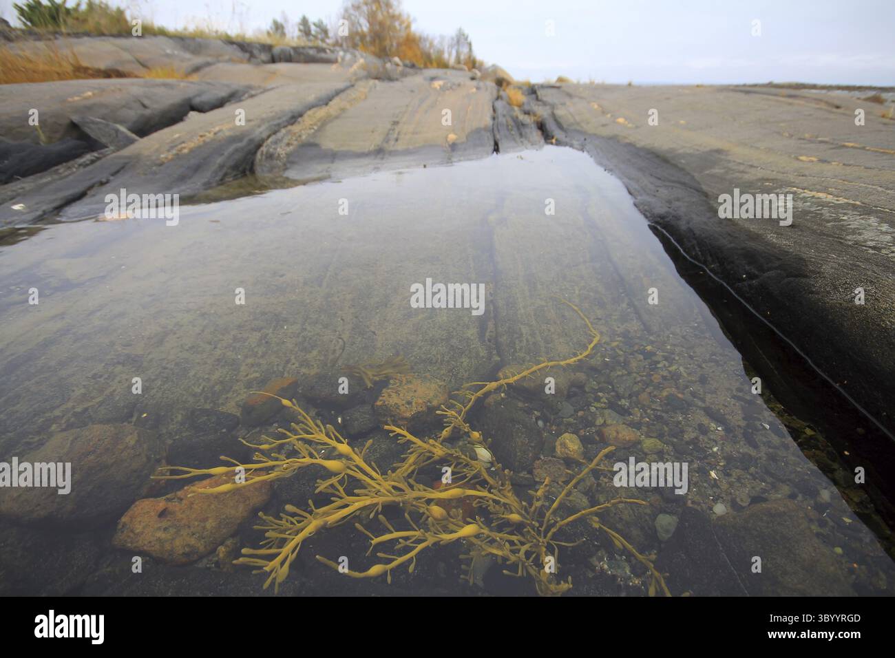 Intertidal bath formed of sea ebb In water are yellow algae Stock Photo ...