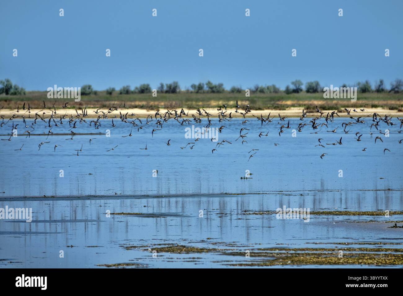 Azov sea lagoons at water runoff in the hot summer period at noon ...