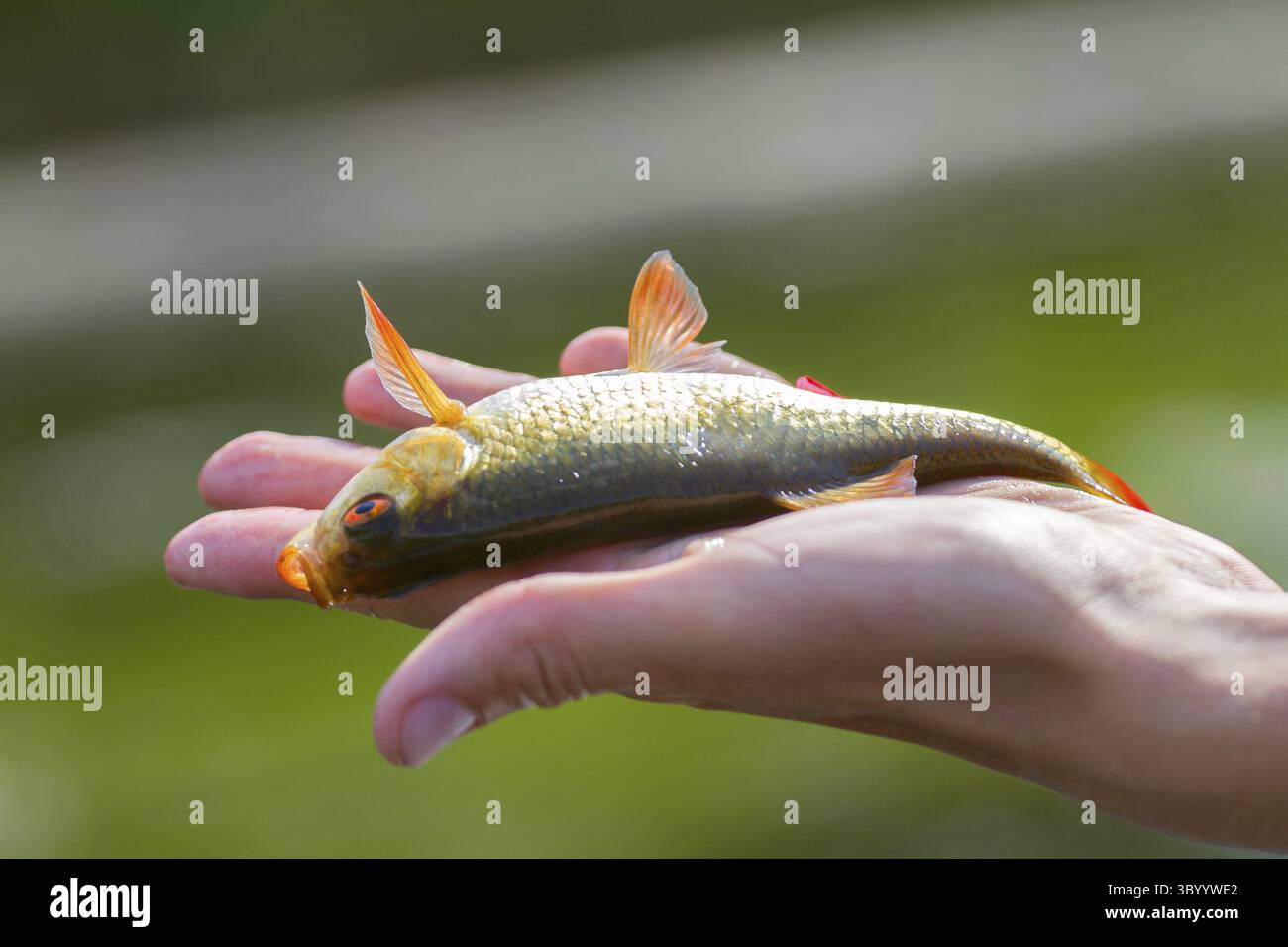 Reveal fin hi-res stock photography and images - Alamy