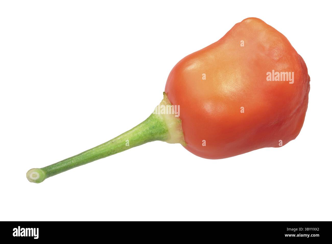 Aji Rainforest pepper (Capsicum baccatum), whole ripe pod Stock Photo ...