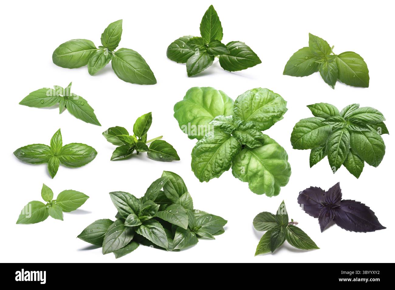 Basil leaves, different cultivars (Ocimum). Clipping paths for each ...