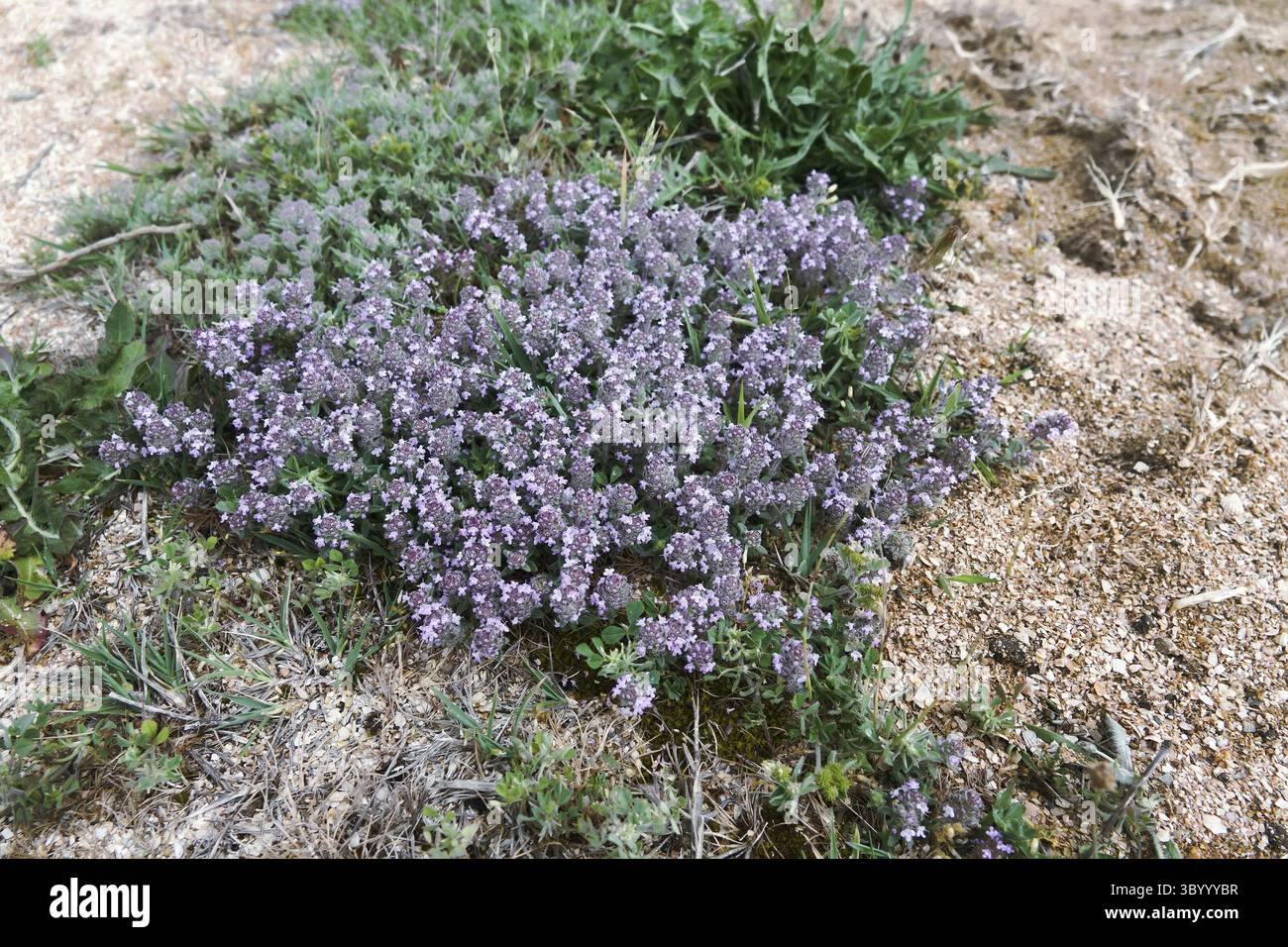Mother-of-thyme (Thymus serpyllum) in conditions of dry sandy steppes ...