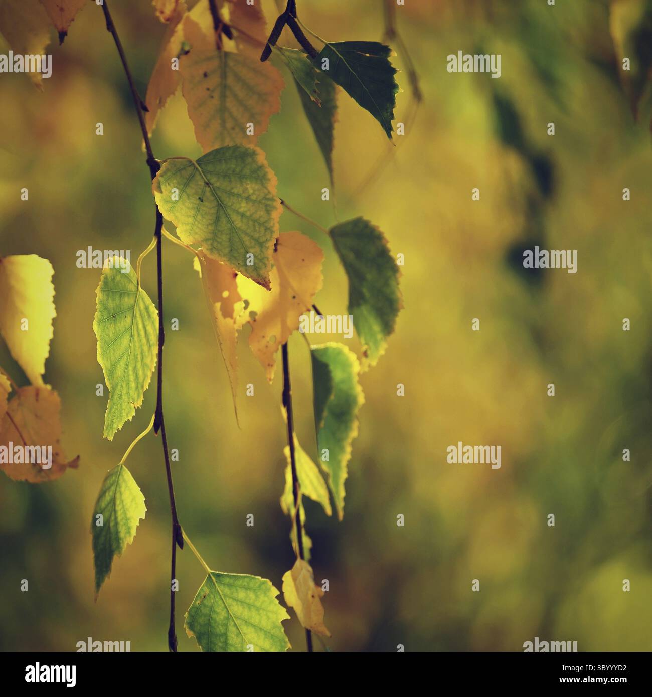 Autumn background. Beautiful colorful leaves of trees in nature. Autumn ...