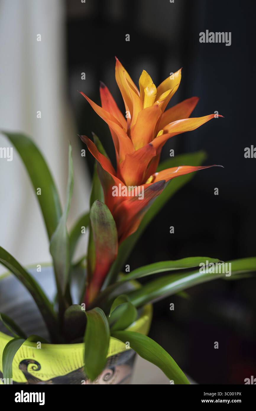 Yellow Bromeliaceae - monocot flower plant close up Stock Photo - Alamy