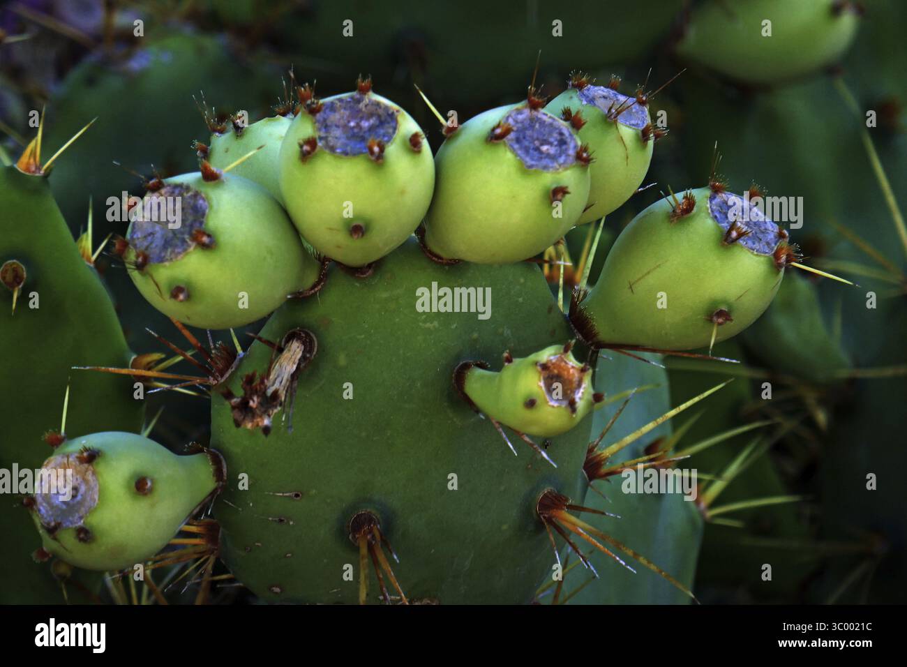 Golden prickly pear hi-res stock photography and images - Alamy