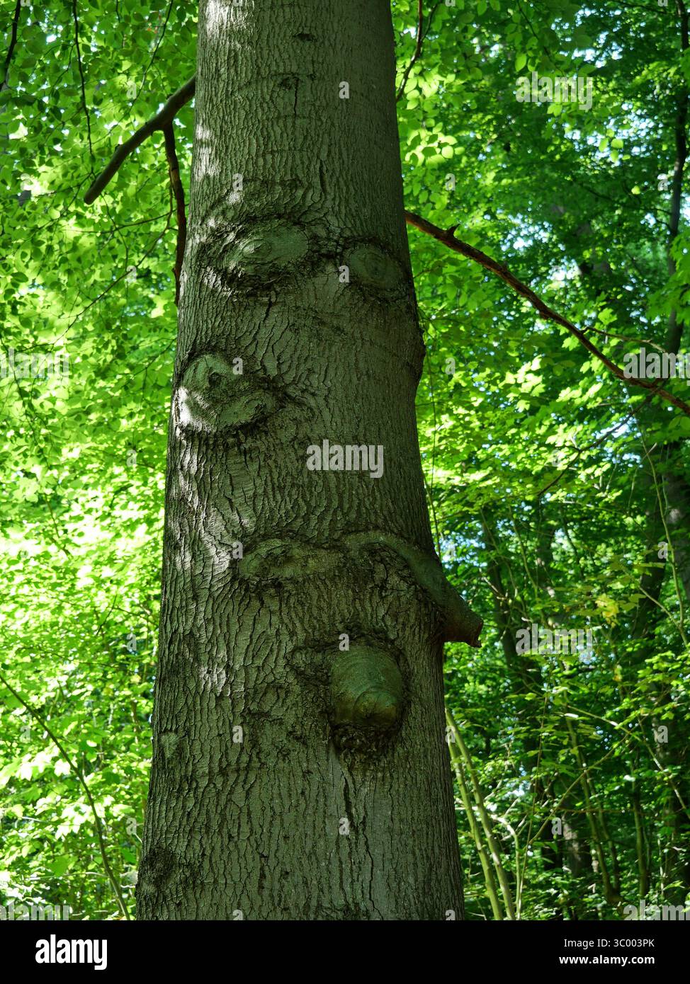 Beech trunk with burl growths. Eye-like structures as natural detail ...