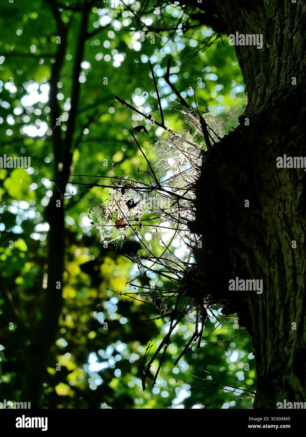 Tree gall hi-res stock photography and images - Alamy