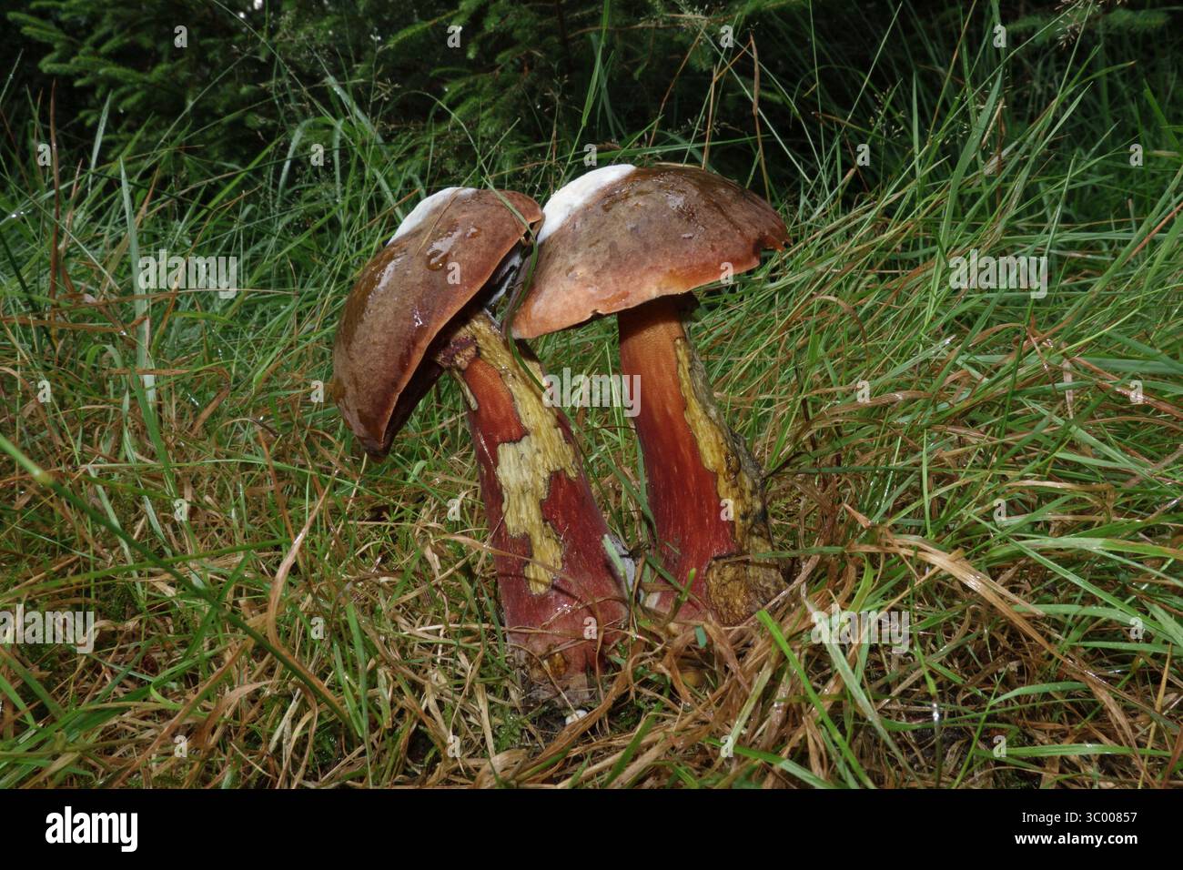 Two Red foot boletes with some white mold on their caps Stock Photo - Alamy