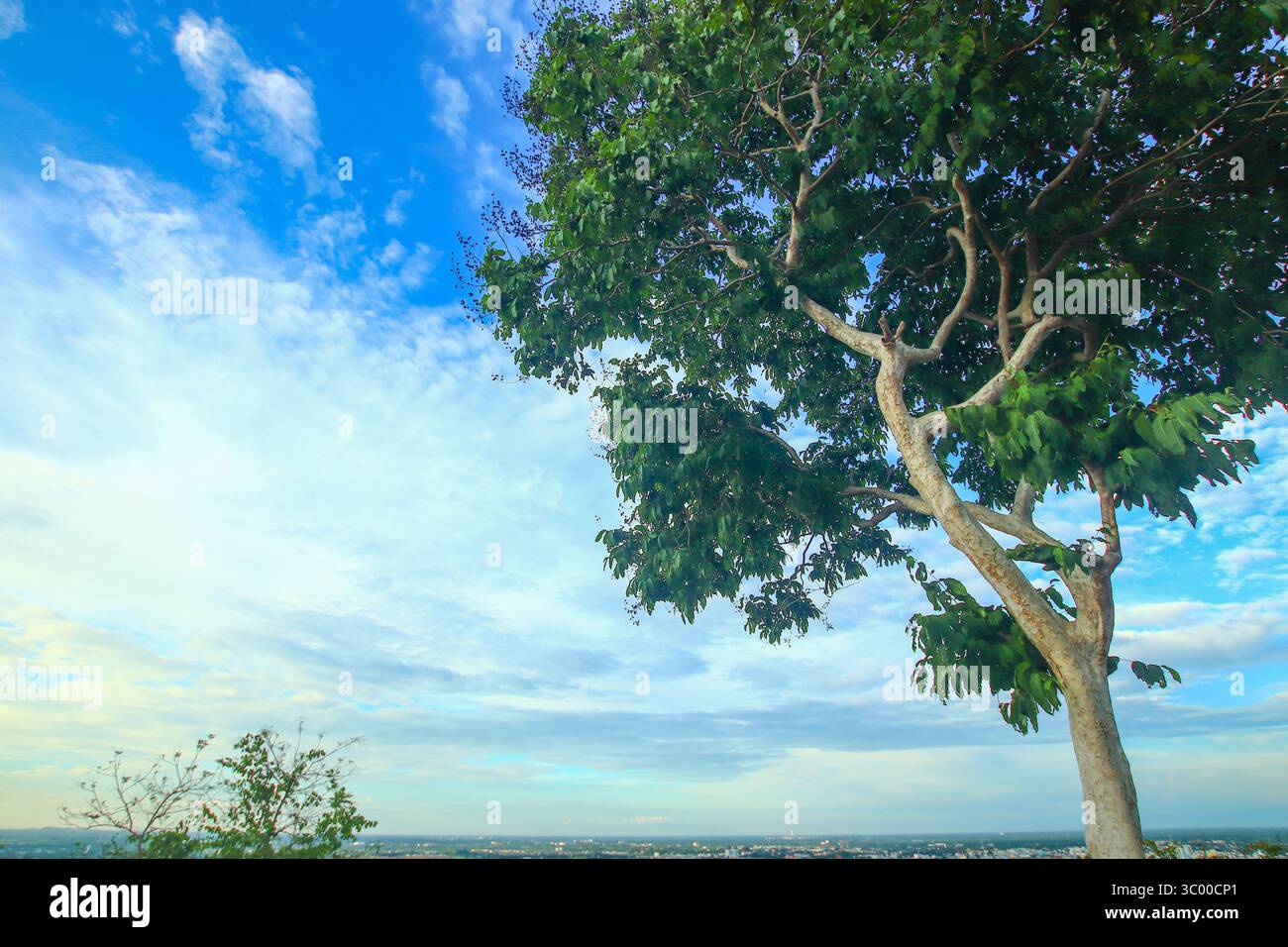 Thailand mountain skyline view with tall trees, soft clouds, and warm ...