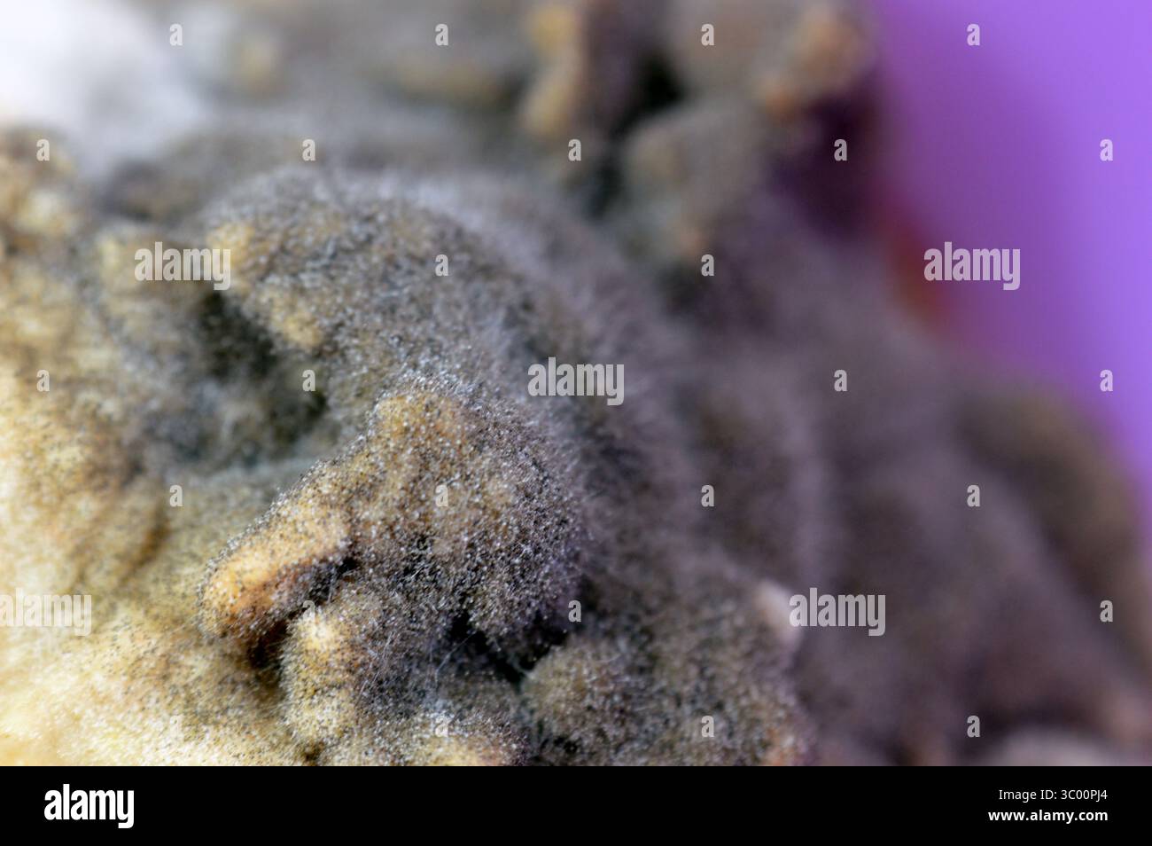 mold and bacteria, mould is one of the structures that certain fungi ...