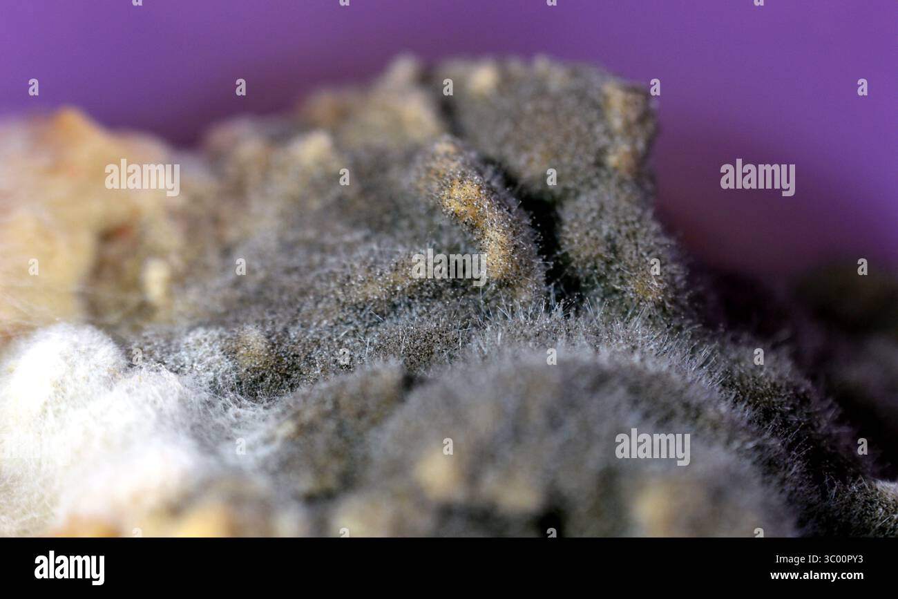 mold and bacteria, mould is one of the structures that certain fungi ...