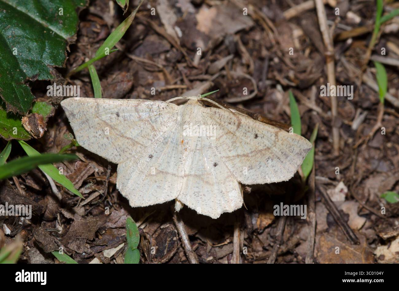 Scopula moth hi-res stock photography and images - Alamy