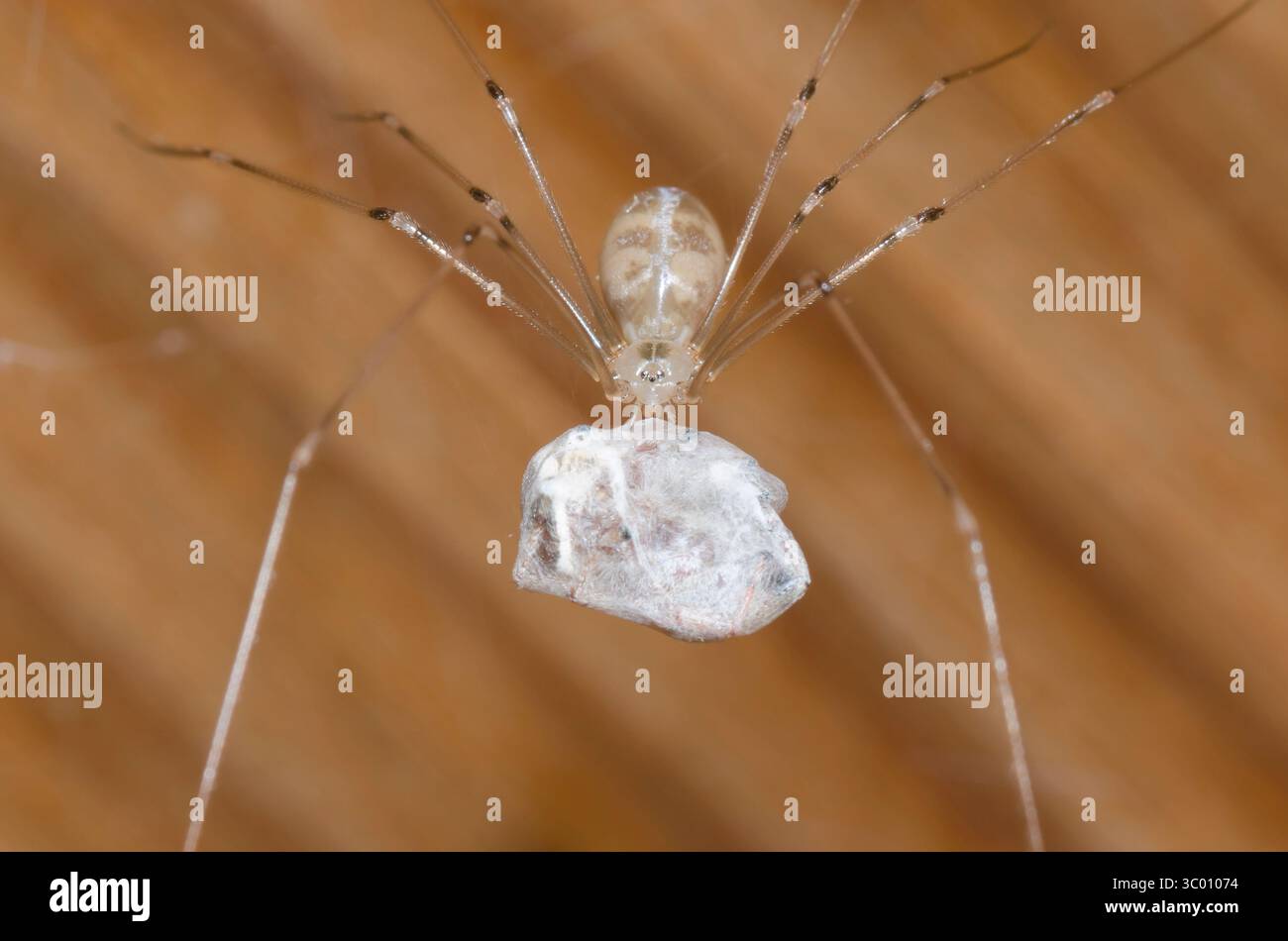 Cellar spider pholcidae on hi-res stock photography and images - Alamy