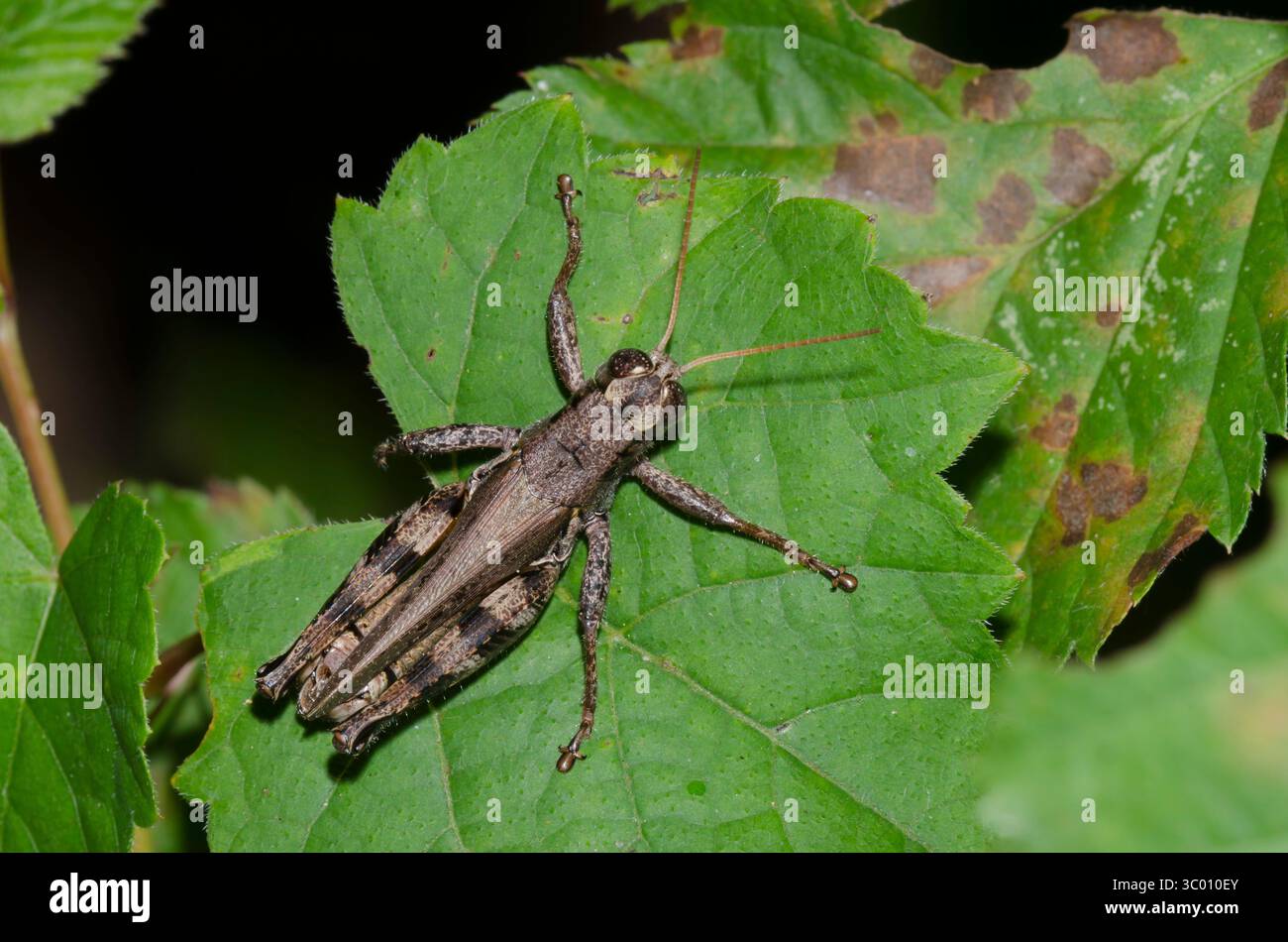Ponderous Spur-throat Grasshopper, Melanoplus ponderosus, male Stock ...