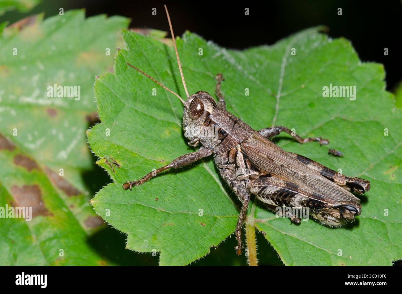 Ponderous Spur-throat Grasshopper, Melanoplus ponderosus, male Stock ...