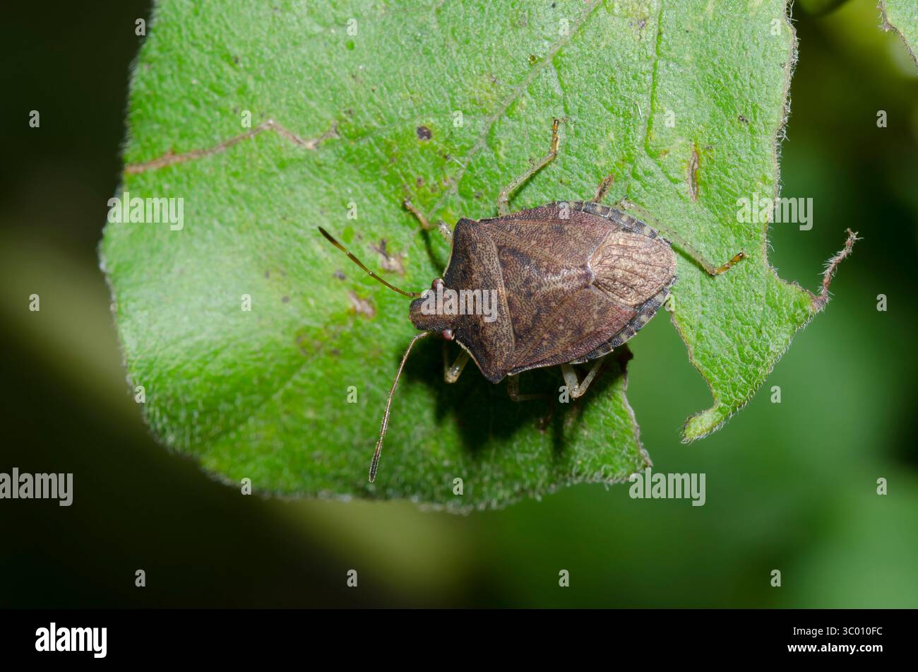 Stink bug pentatomidae sp hi-res stock photography and images - Alamy