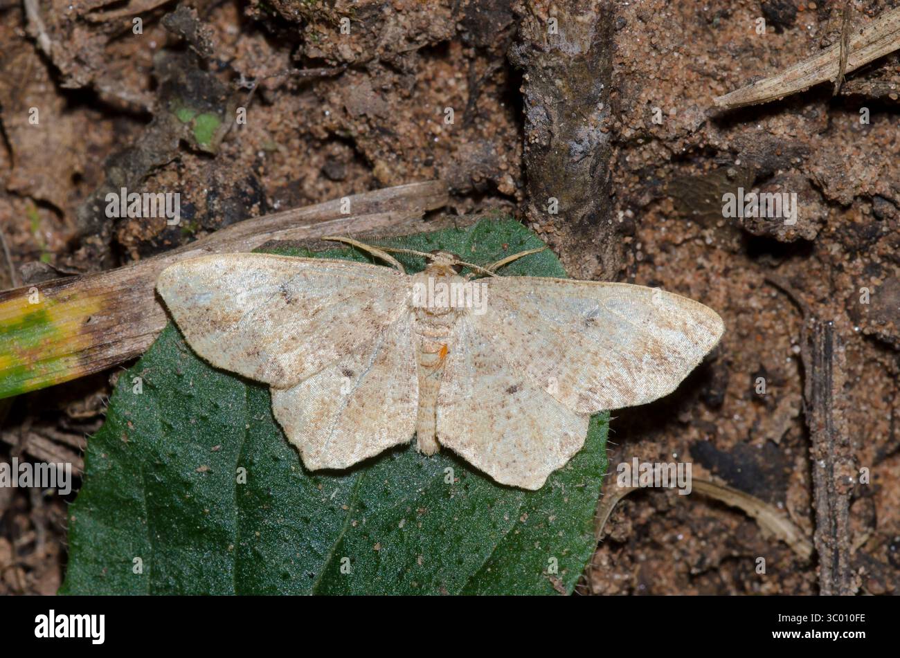 Geometridae family hi-res stock photography and images - Alamy
