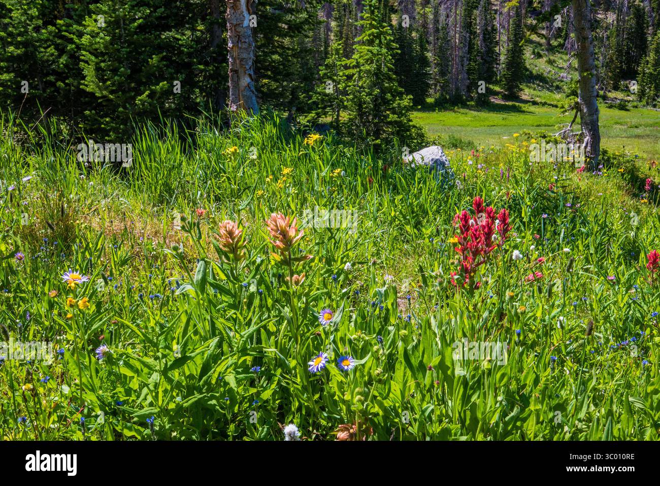 Wildflowers alpine meadows forest hi-res stock photography and images ...