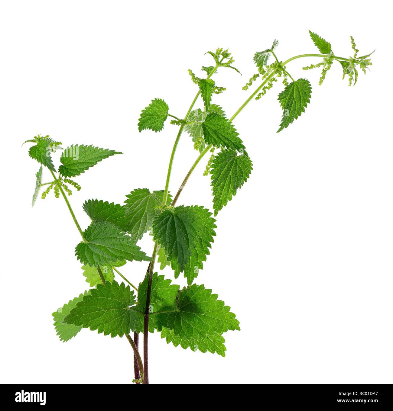 Nettle plant isolated on white background. Green common nettle, burn ...