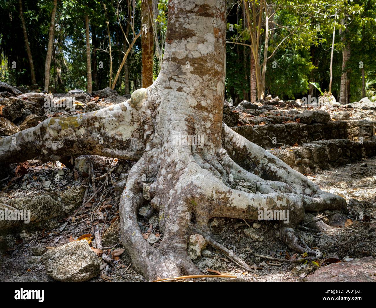 Las Vías jungle trail, Chacchoben Mayan Ruins. Costa Maya, Mexico Stock ...