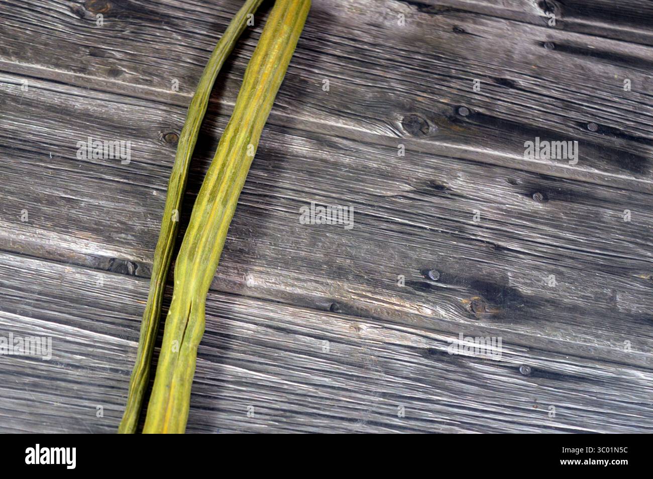 seed pods of Moringa oleifera, a short-lived, fast-growing, drought ...