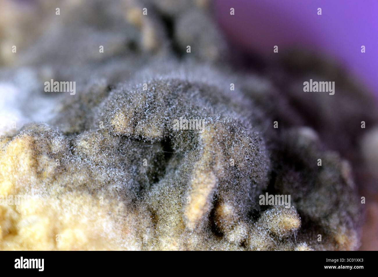 mold and bacteria, mould is one of the structures that certain fungi ...