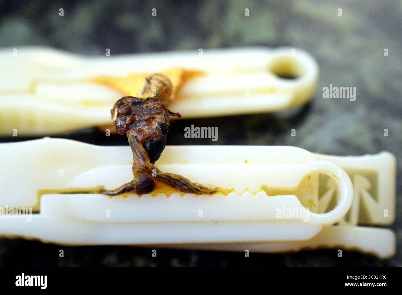 umbilical cord clamp with the dried remains of the child's umbilical ...