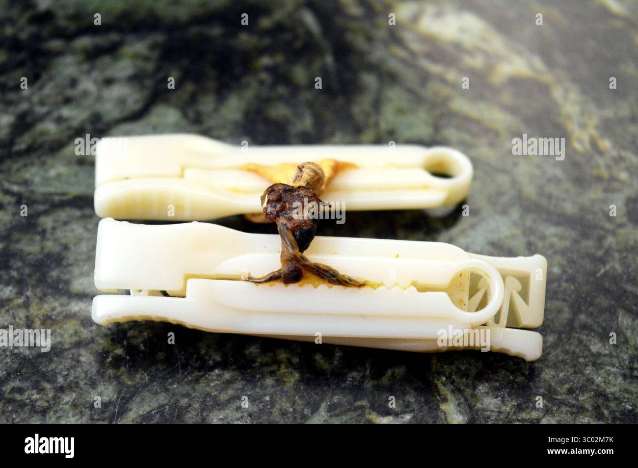 umbilical cord clamp with the dried remains of the child's umbilical ...