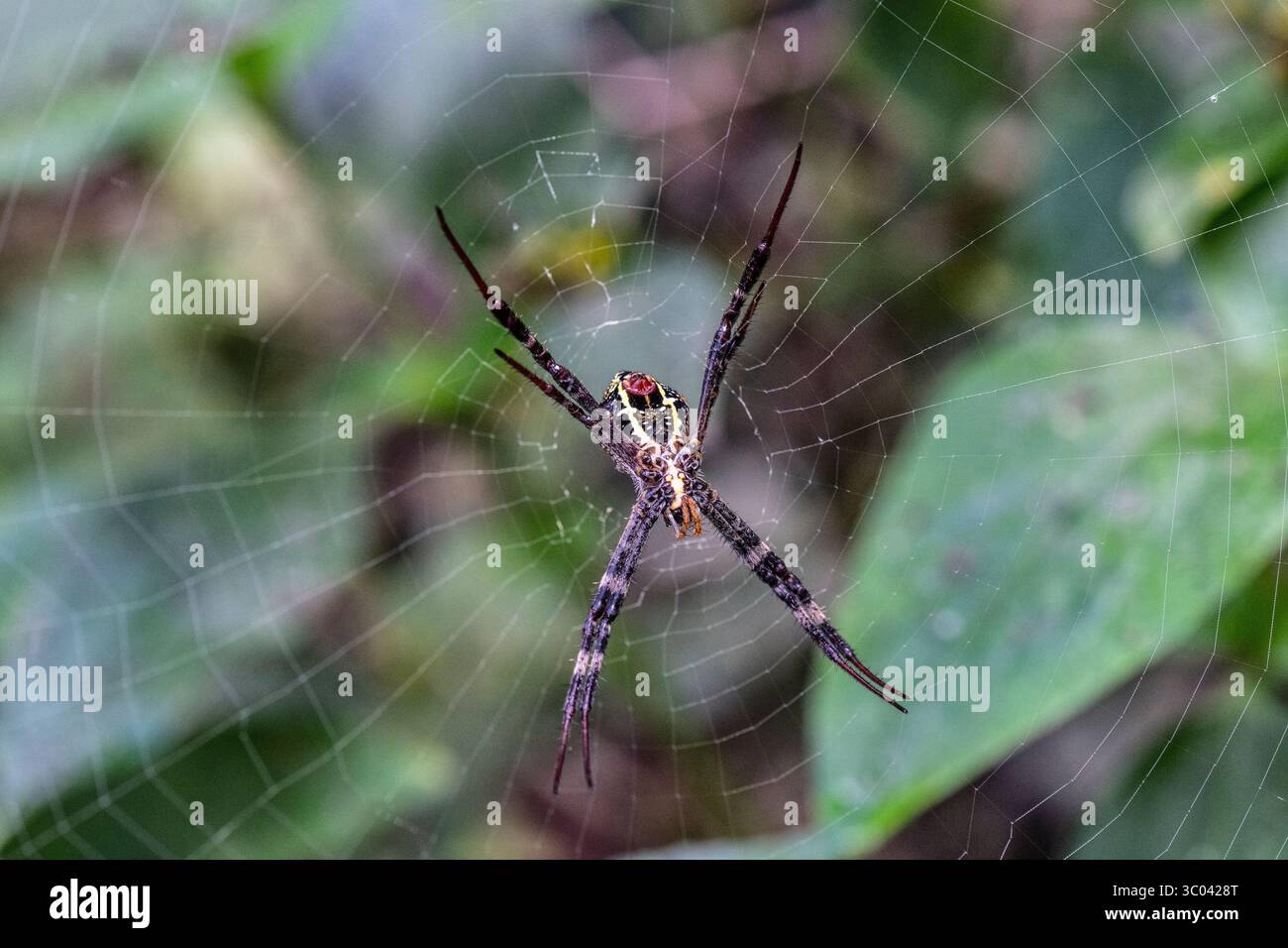 St Andrew's Cross Spider (Argiope keyserlingi) on its web, Cairns, Far ...