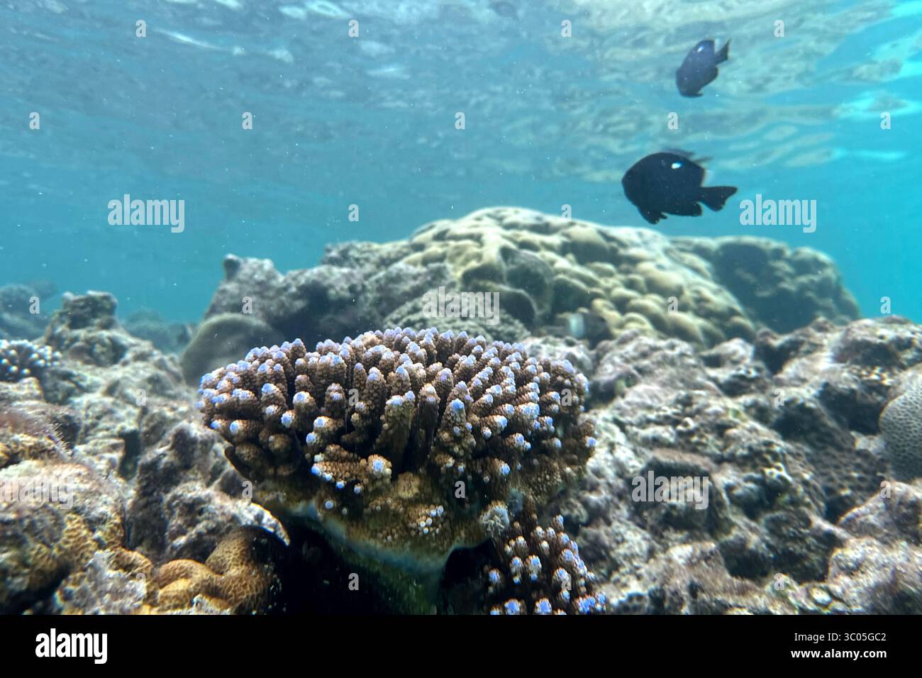 Sea life and coral at Honeymoon Beach in the Pango peninsula on the ...