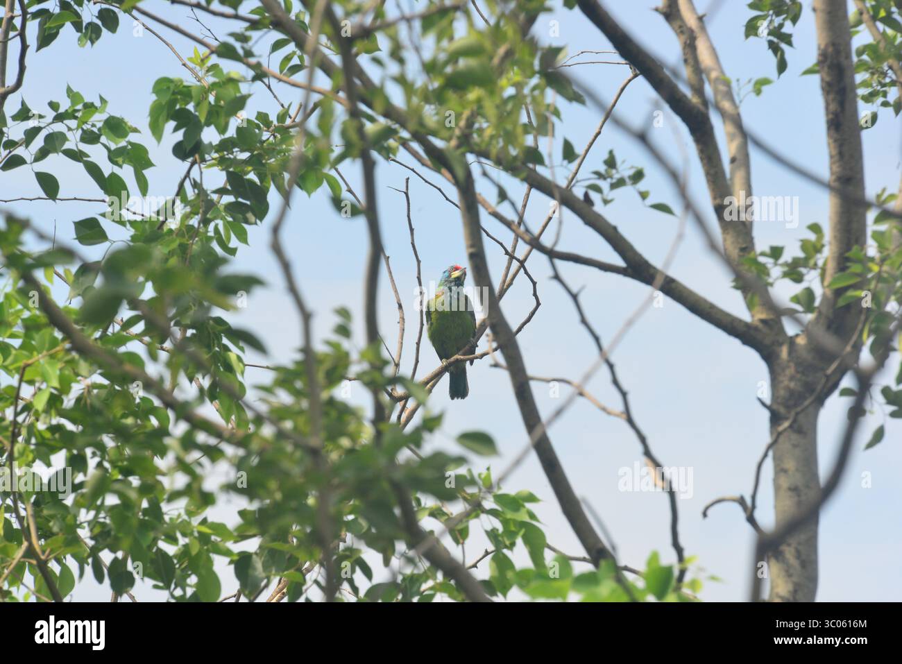 Siliguri, West Bengal, India. 21st July, 2025. A Blue Throated Barbet ...