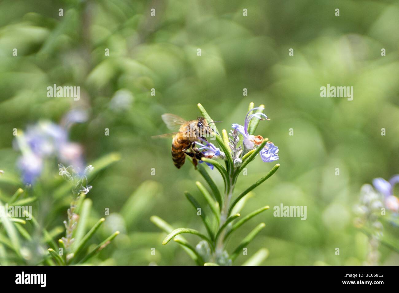 Three Honey Bees dive into rosemary blooms, caught in action in a ...