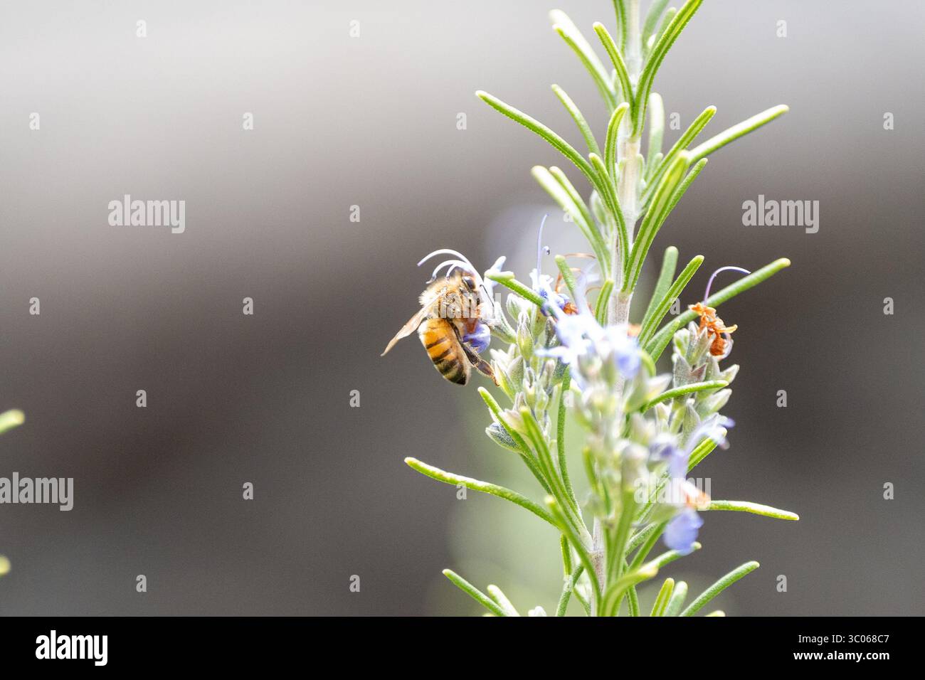 Three Honey Bees dive into rosemary blooms, caught in action in a ...