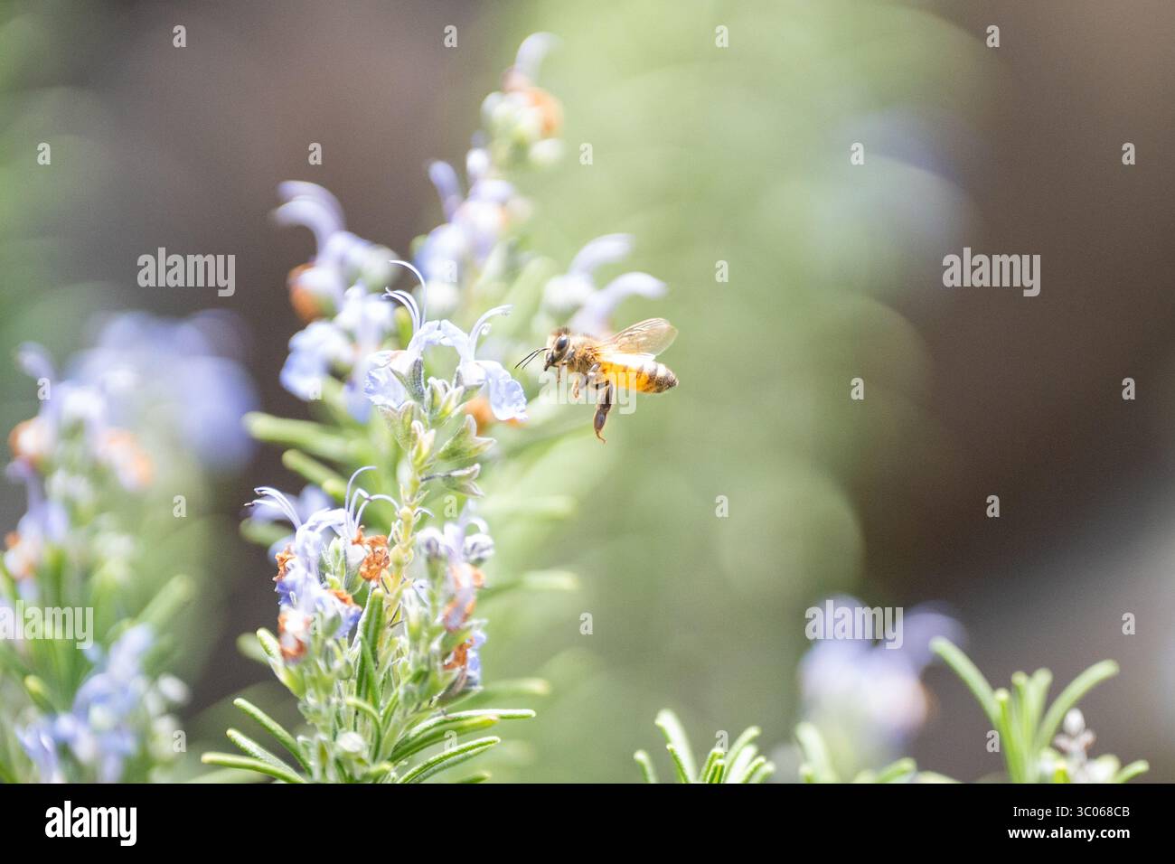 Three Honey Bees dive into rosemary blooms, caught in action in a ...