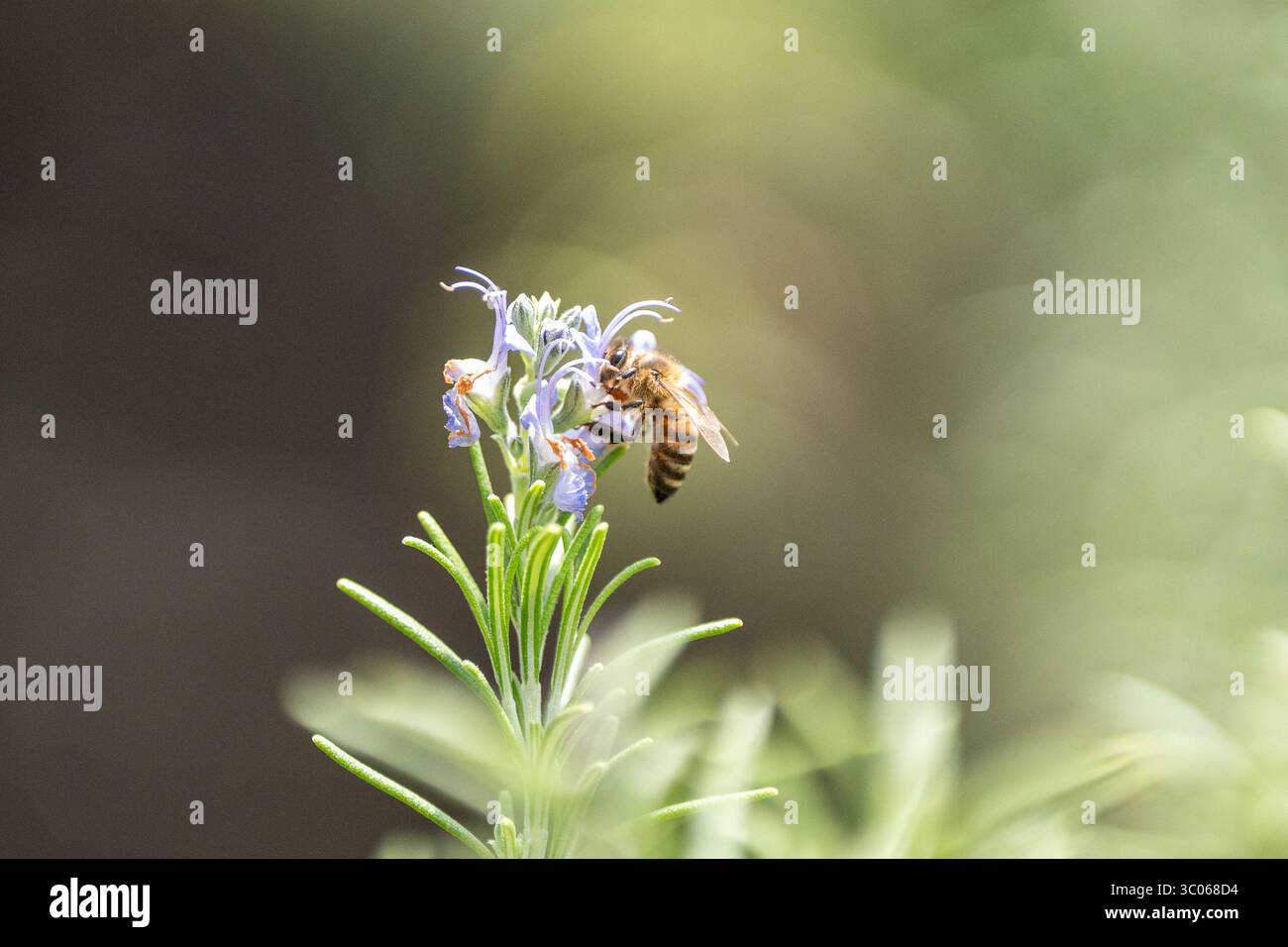 Three Honey Bees dive into rosemary blooms, caught in action in a ...