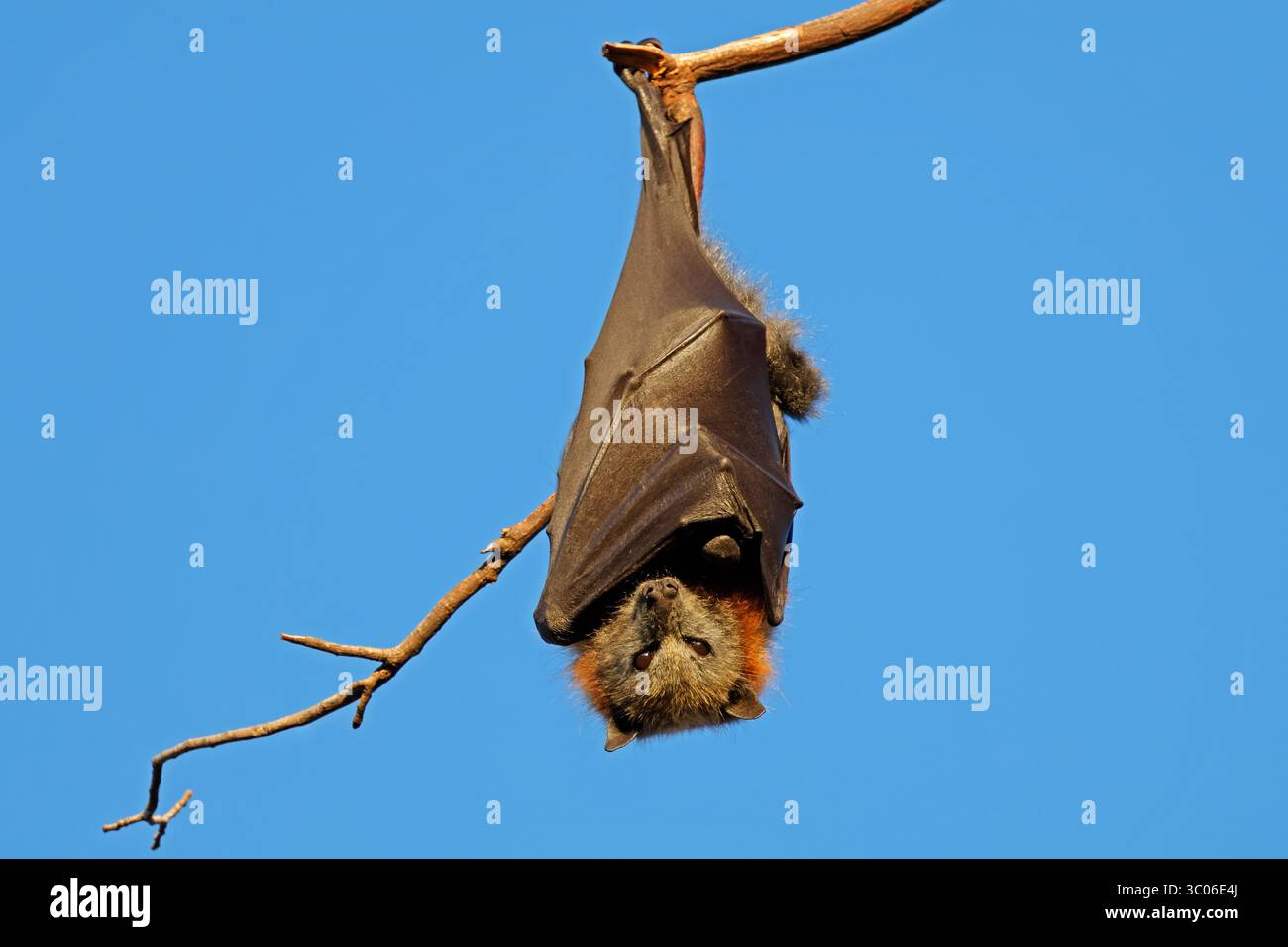 A grey-headed flying fox (Pteropus poliocephalus) hanging in a tree ...