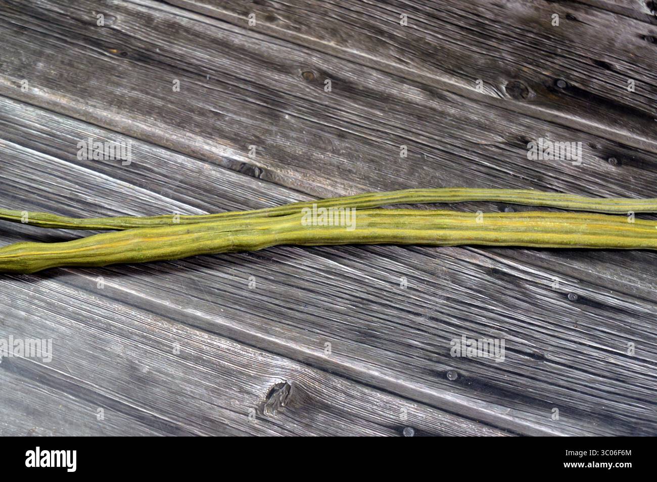seed pods of Moringa oleifera, a short-lived, fast-growing, drought ...