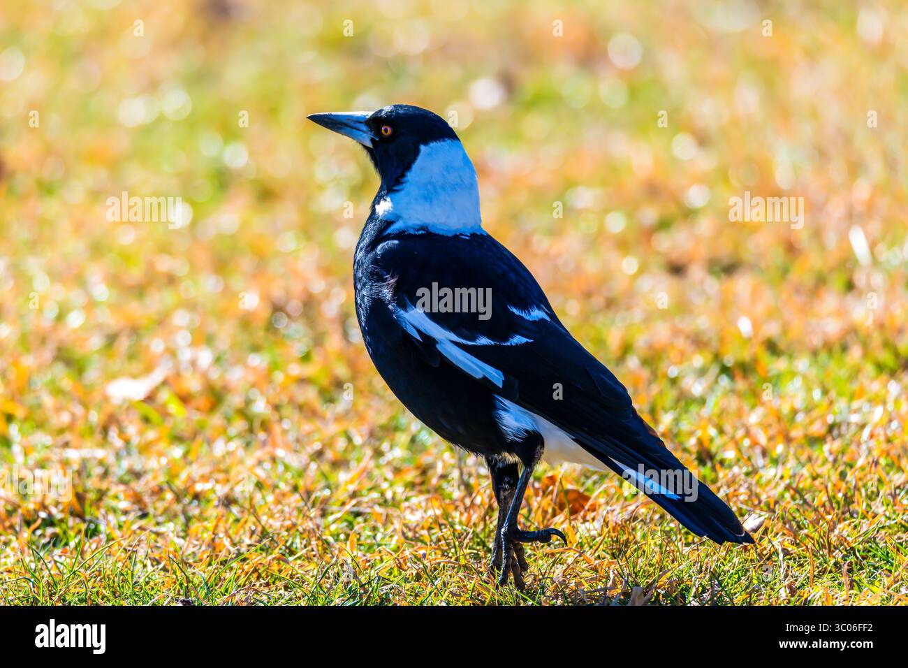 Australian Magpie on the grass in Blayney, Central West, NSW, Australia ...