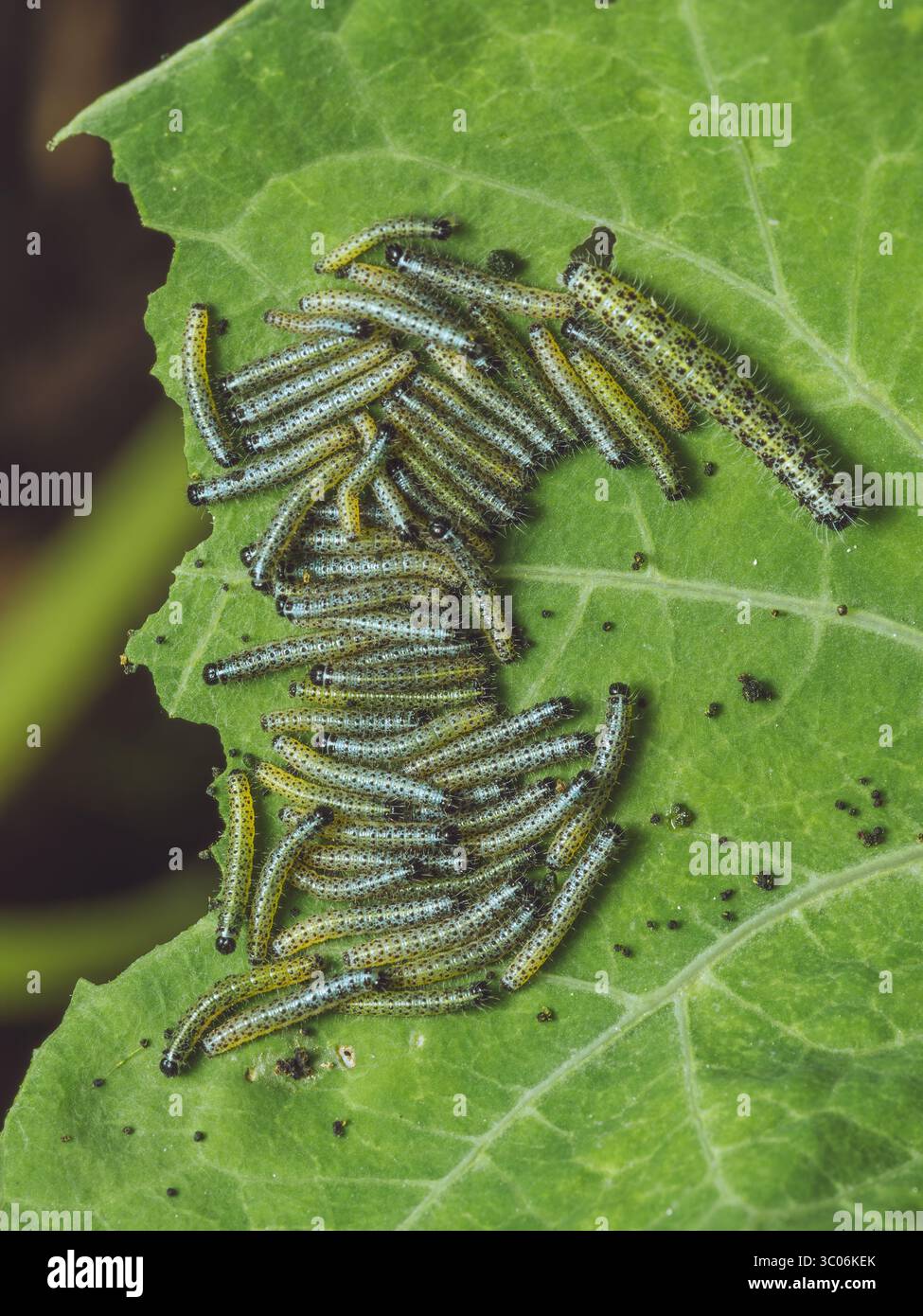 A cluster of Large White butterfly caterpillars Stock Photo - Alamy