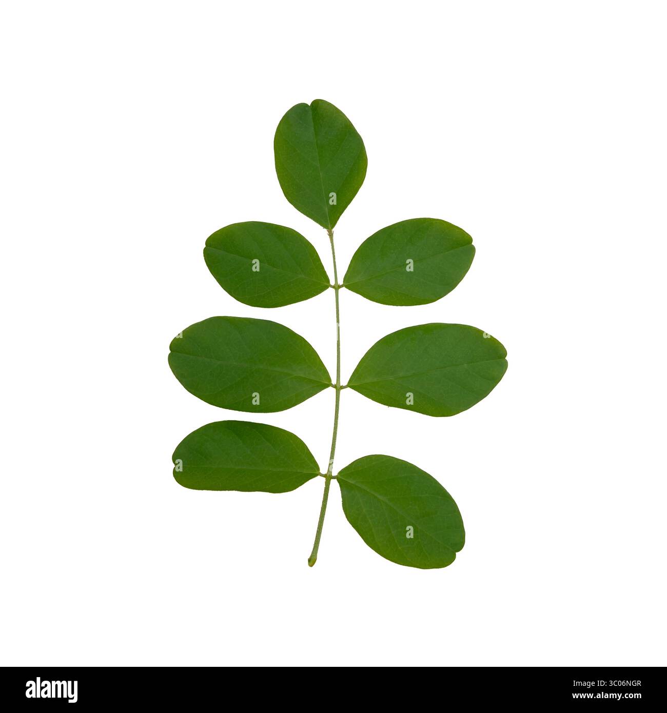 Oval leaflet Cut Out Stock Images & Pictures - Alamy