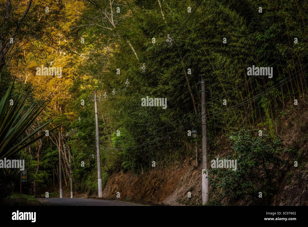 Curved Road Through Dense Forest in Brazil at Golden Hour Stock Photo ...